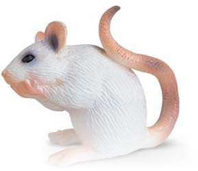 Muis – Meest-Gebruikte.nl